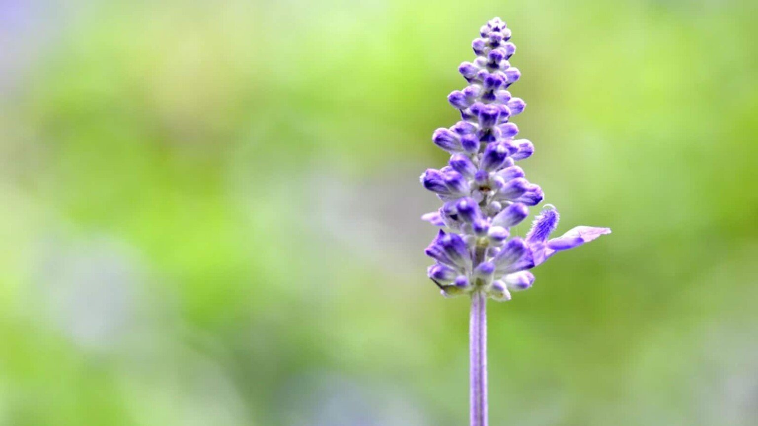 How to Plant, Grow, and Care for Bugleweed (Ajuga)