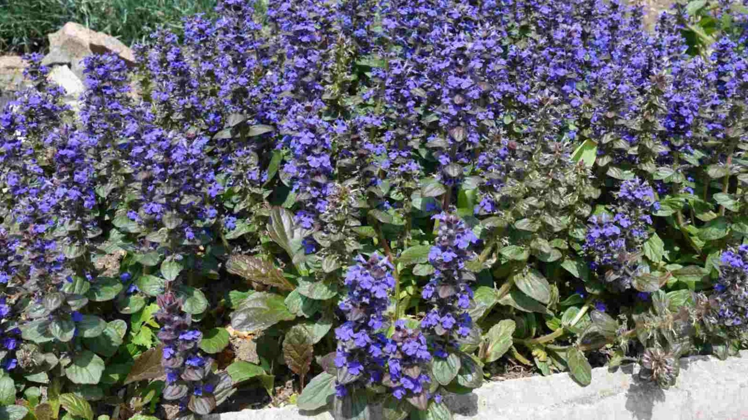 How to Plant, Grow, and Care for Bugleweed (Ajuga)