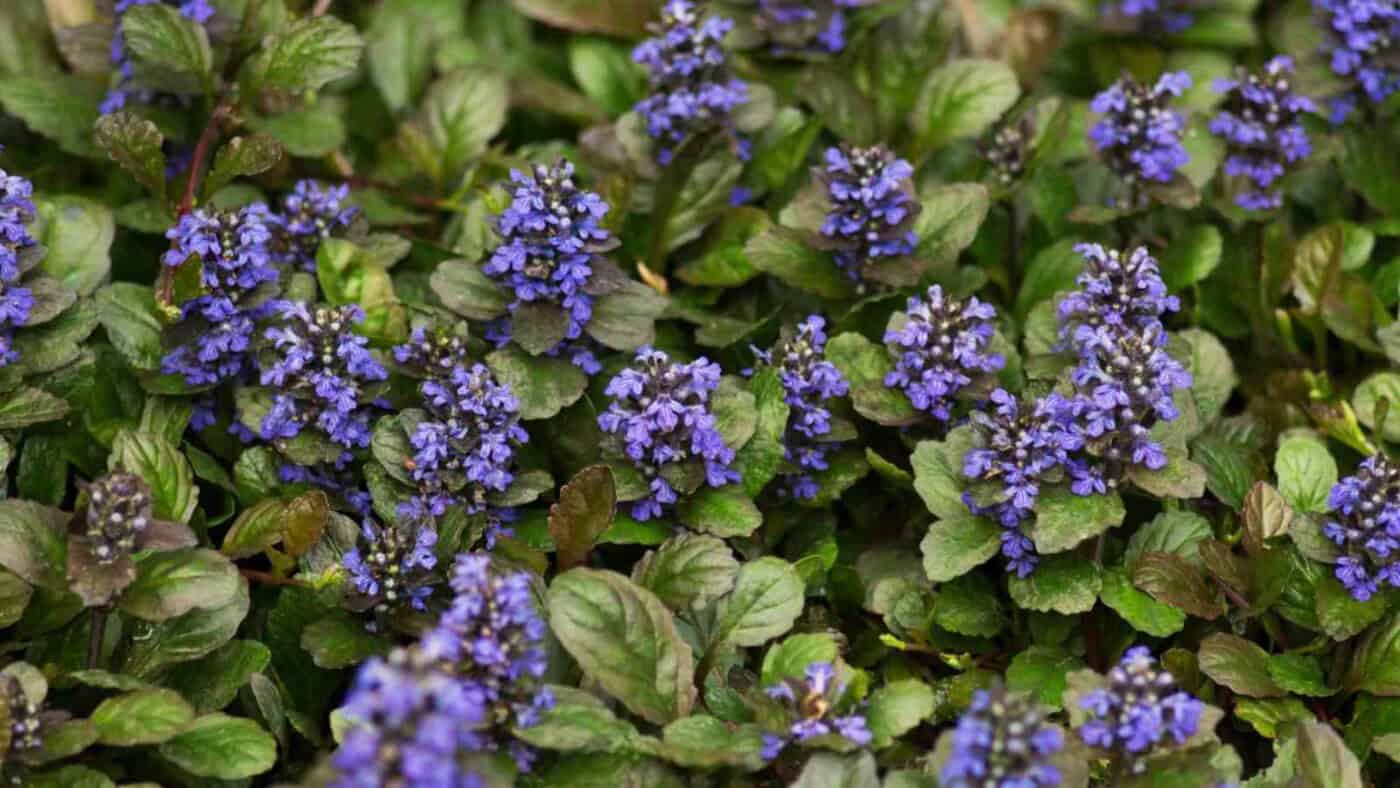 How to Plant, Grow, and Care for Bugleweed (Ajuga)
