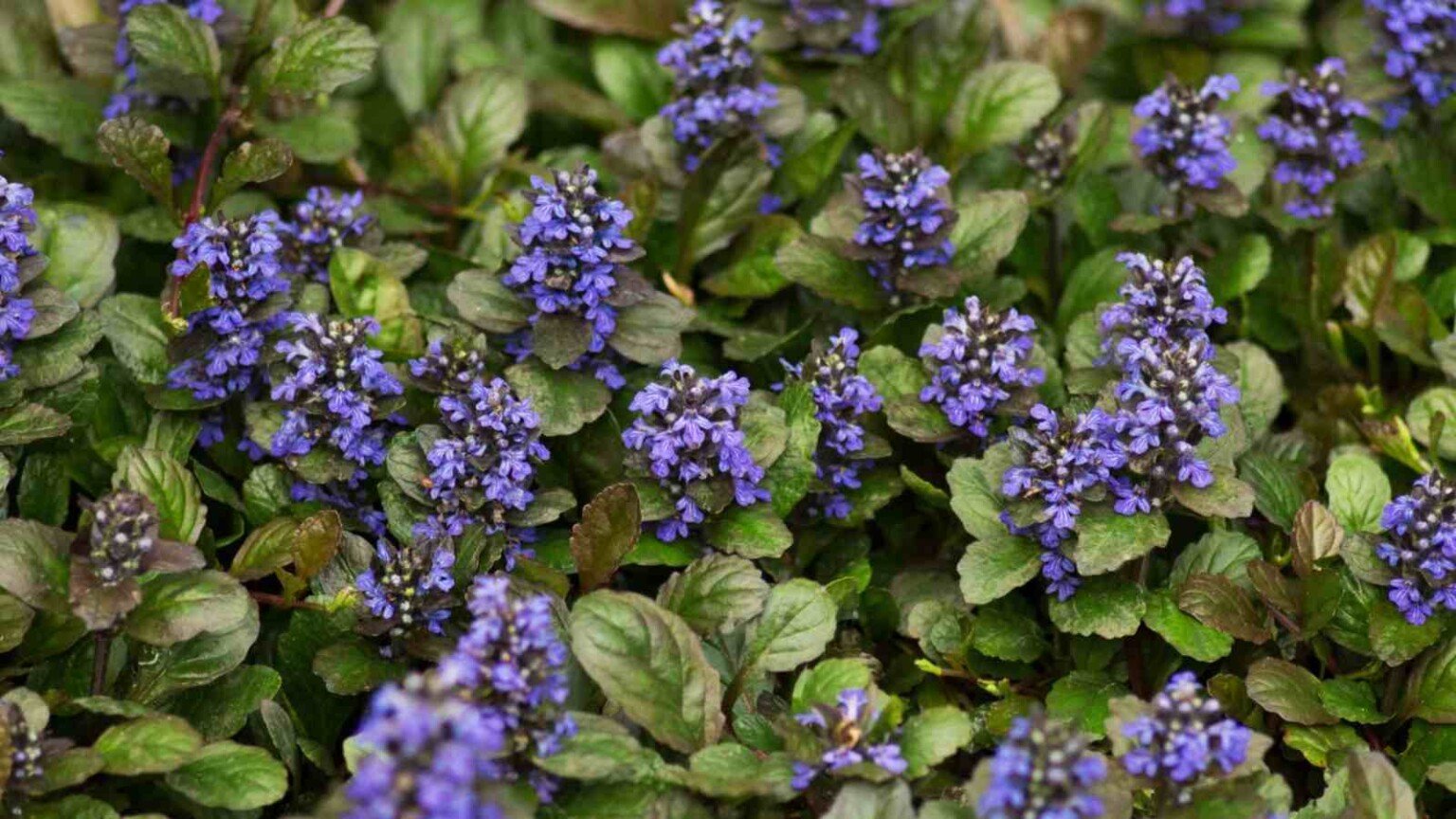 How to Plant, Grow, and Care for Bugleweed (Ajuga)