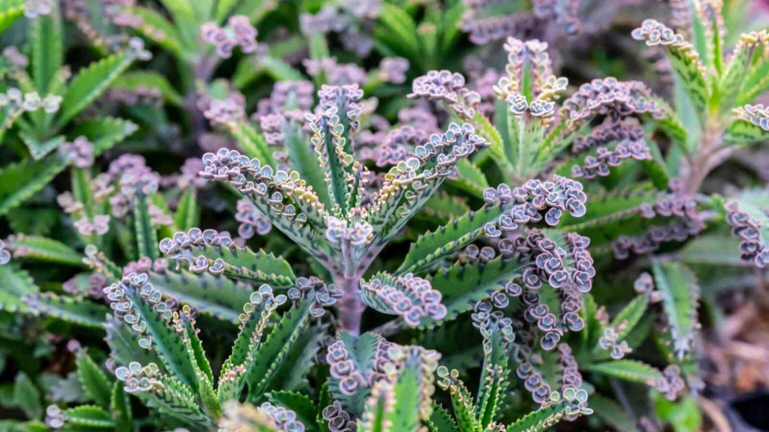 How to Grow and Care for Mother of Thousands Plant