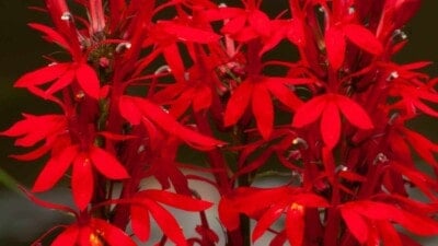 How to Plant, Grow and Care for Cardinal Flower - Full Guide