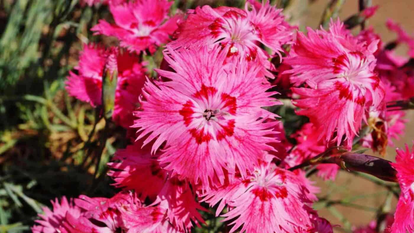 How to Plant, Grow and Care for Dianthus Flowers - Full Guide