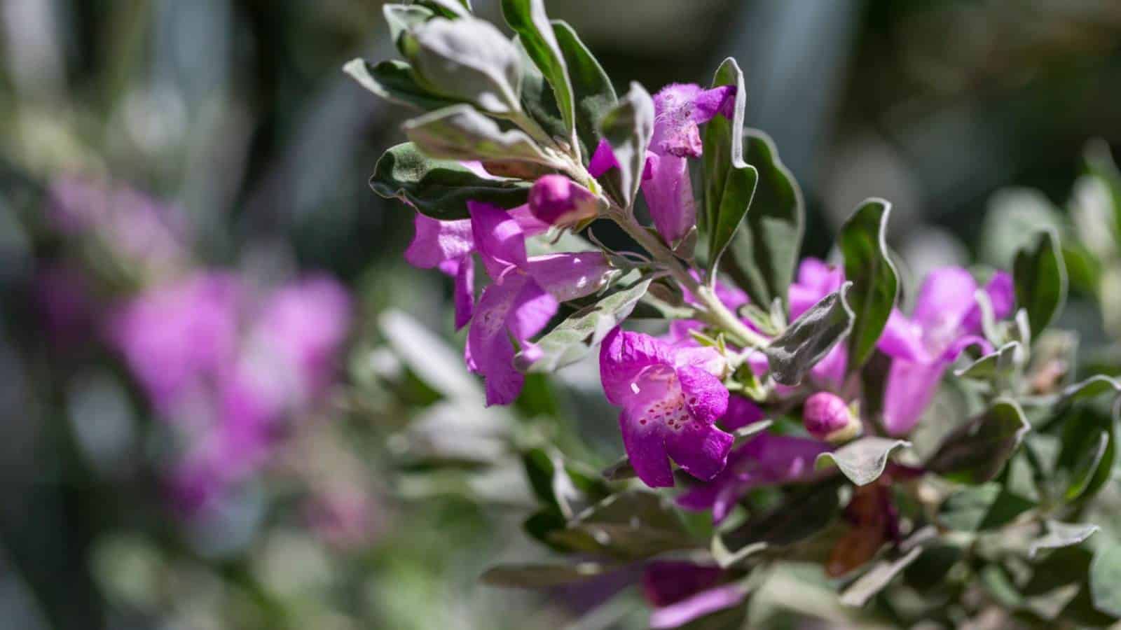 How to Plant, Grow, and Care for Texas Sage (Cenizo)