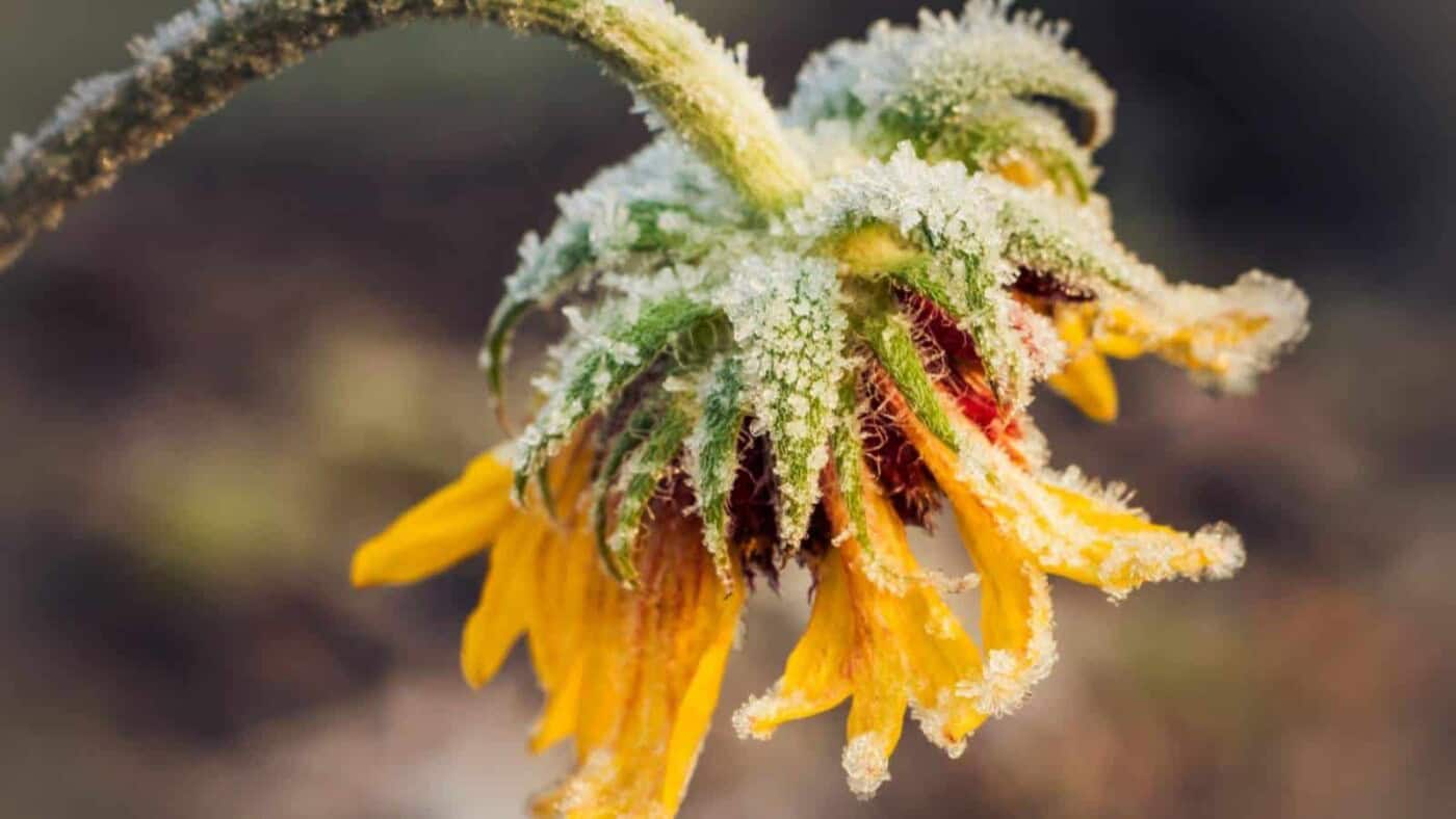 How to Plant, Grow, and Care for Coreopsis (Complete Guide)