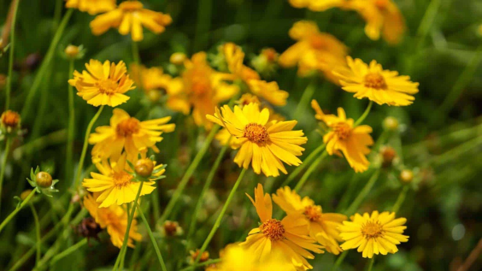 How to Plant, Grow, and Care for Coreopsis (Complete Guide)