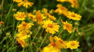 How to Plant, Grow, and Care for Coreopsis (Complete Guide)