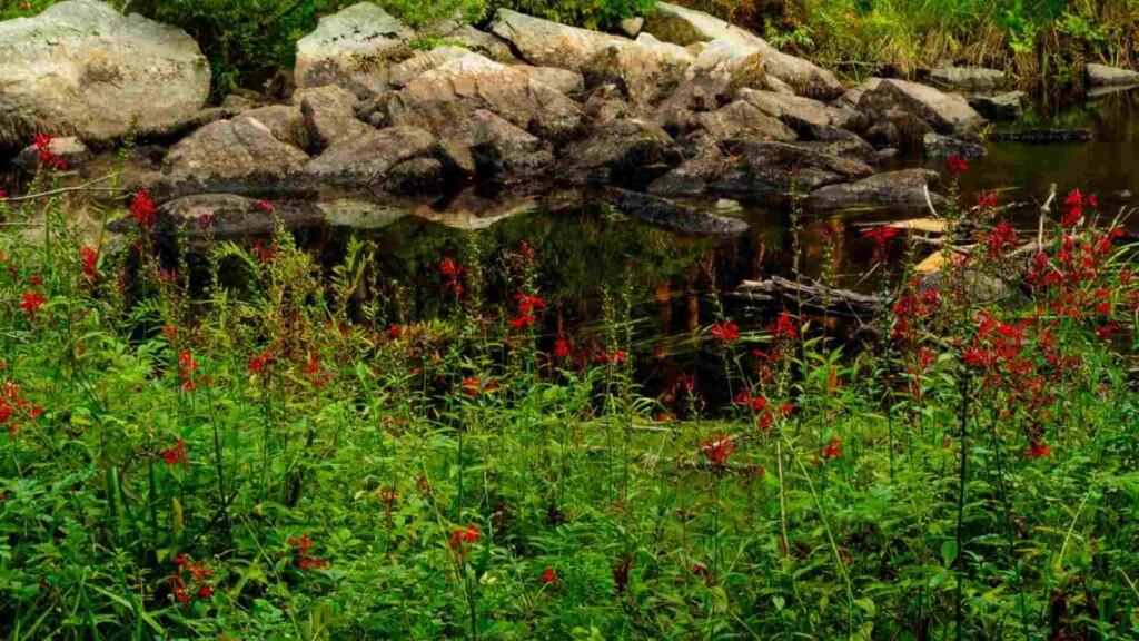 How to Plant, Grow and Care for Cardinal Flower - Full Guide
