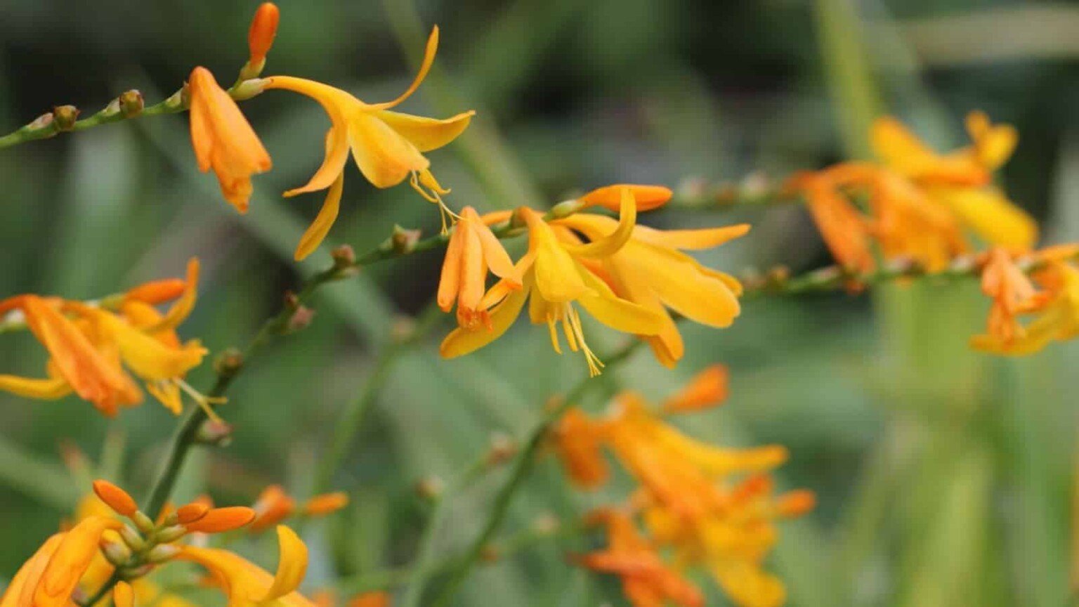 How to Plant, Grow and Care for Crocosmia Flowers - Full Guide