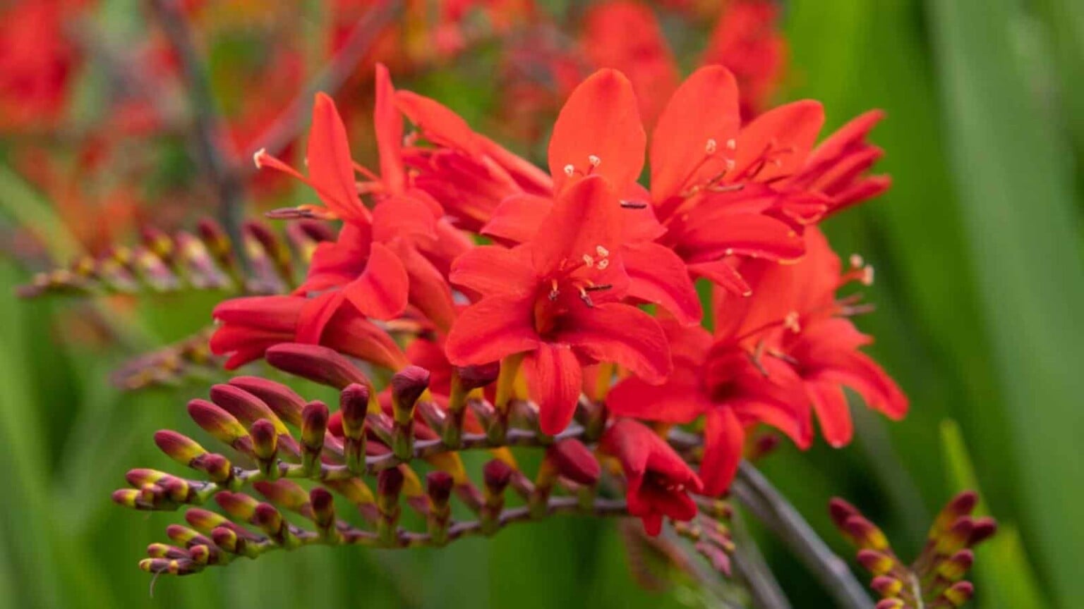 How to Plant, Grow and Care for Crocosmia Flowers - Full Guide