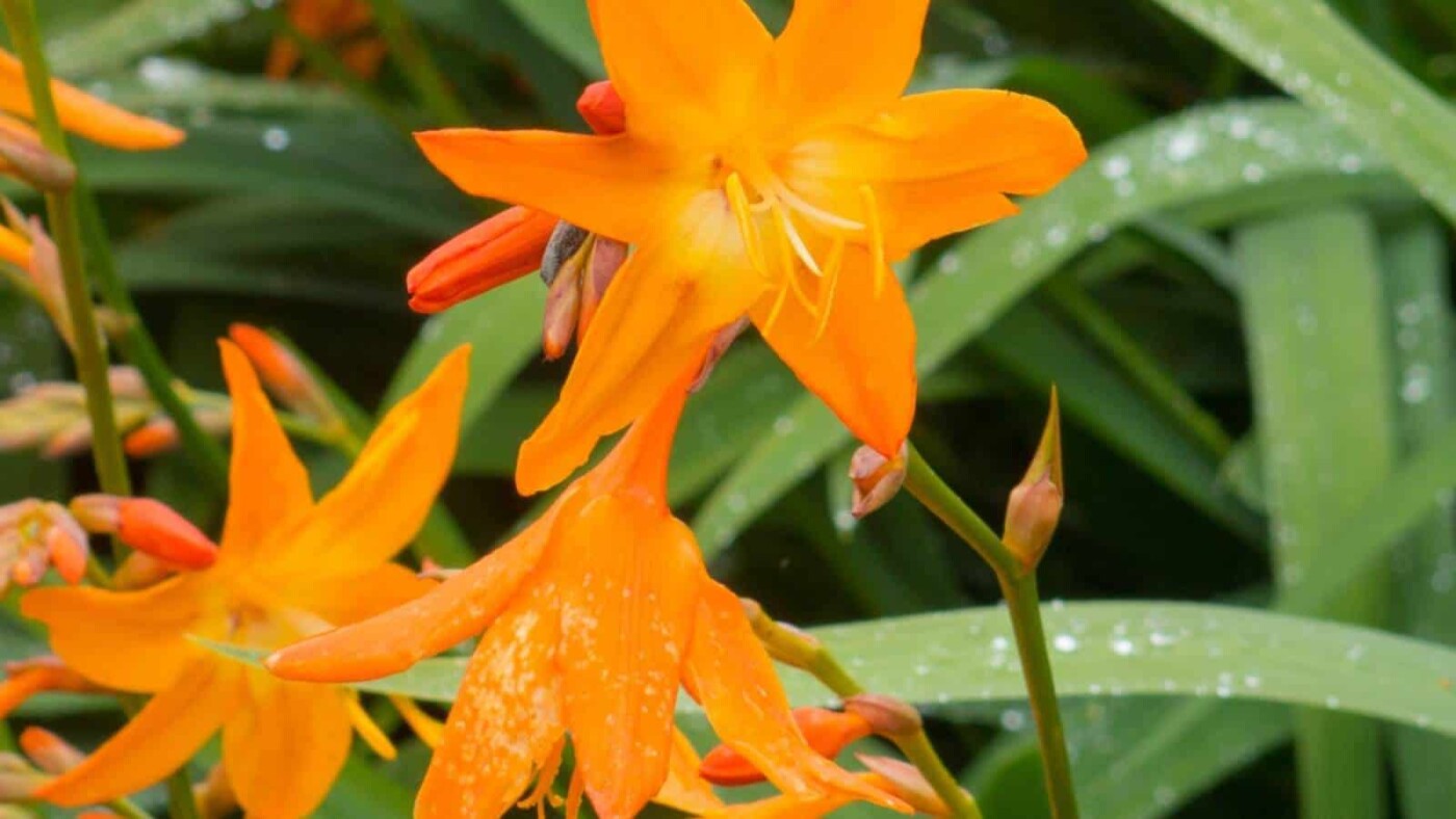 How to Plant, Grow and Care for Crocosmia Flowers - Full Guide