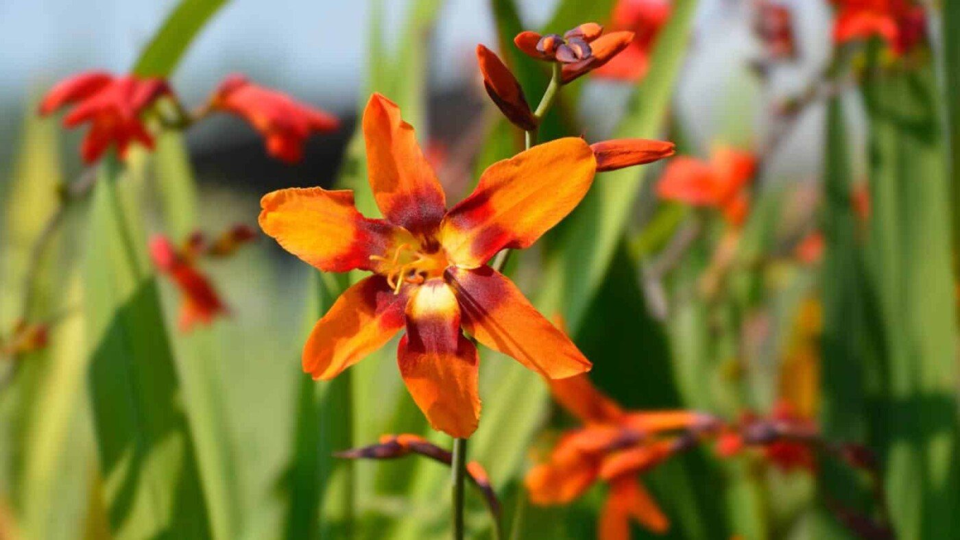 How to Plant, Grow and Care for Crocosmia Flowers - Full Guide
