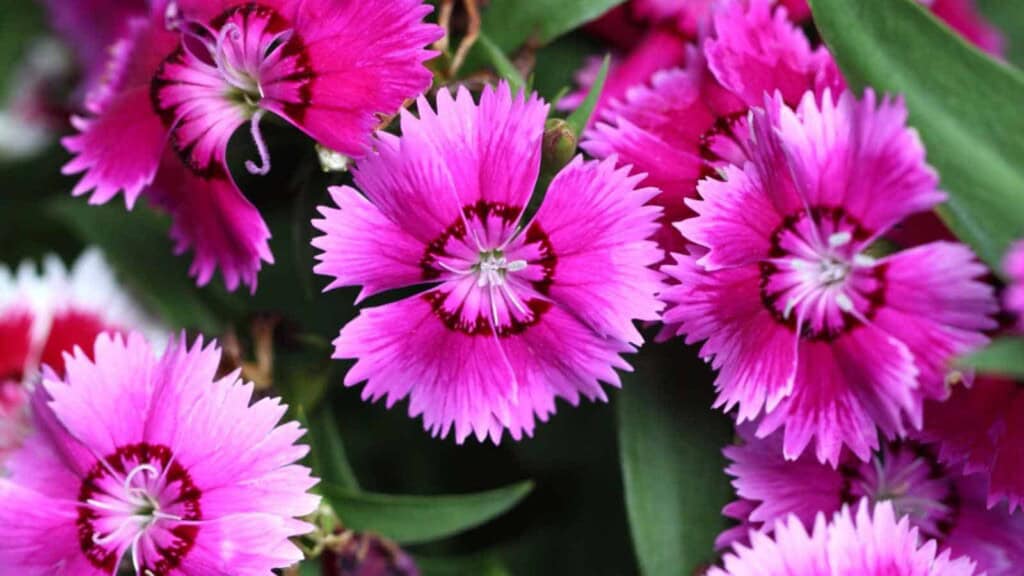 How to Plant, Grow and Care for Dianthus Flowers - Full Guide