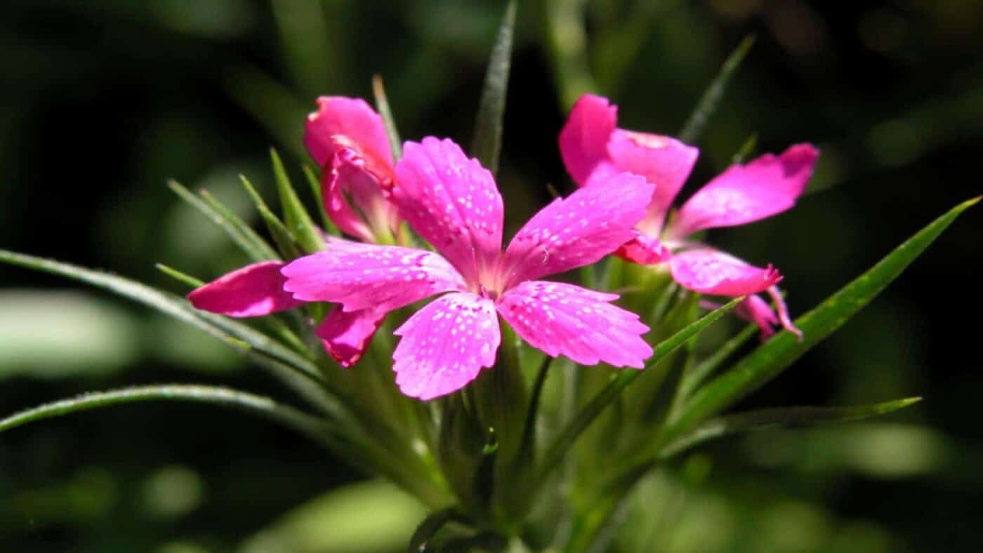 How to Plant, Grow and Care for Dianthus Flowers - Full Guide