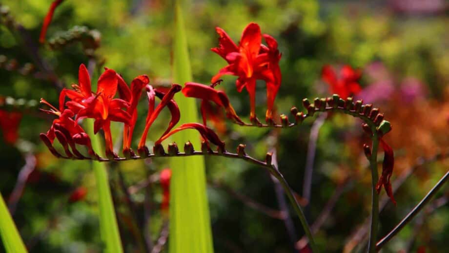 How to Plant, Grow and Care for Crocosmia Flowers - Full Guide