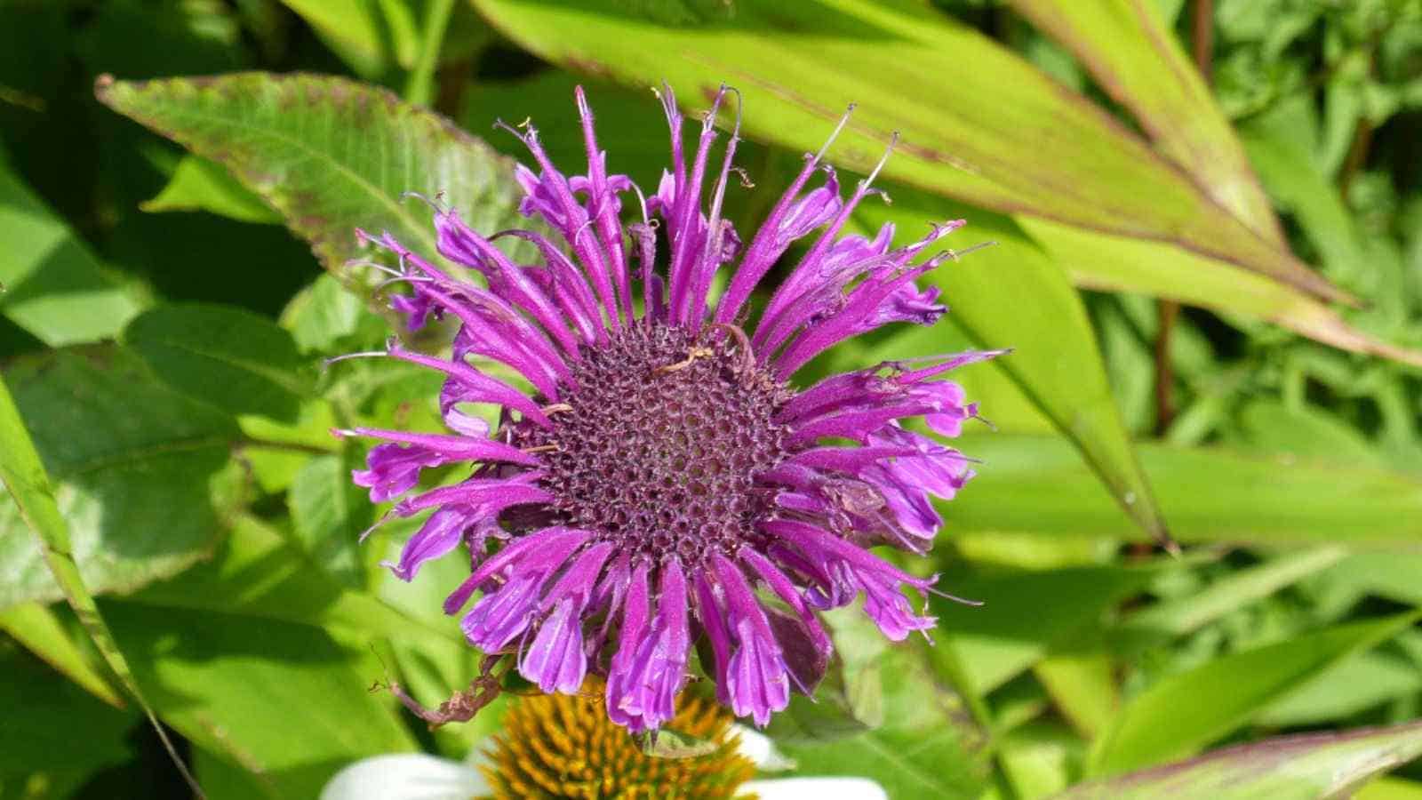 How to Plant, Grow, and Care for Bee Balm (Monarda)