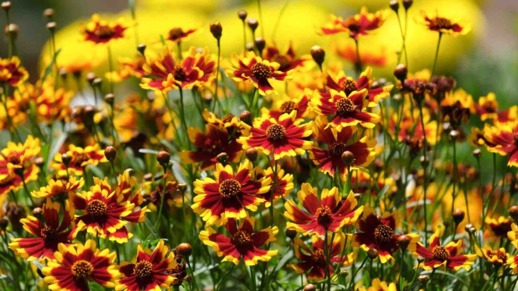 How to Plant, Grow, and Care for Coreopsis (Complete Guide)
