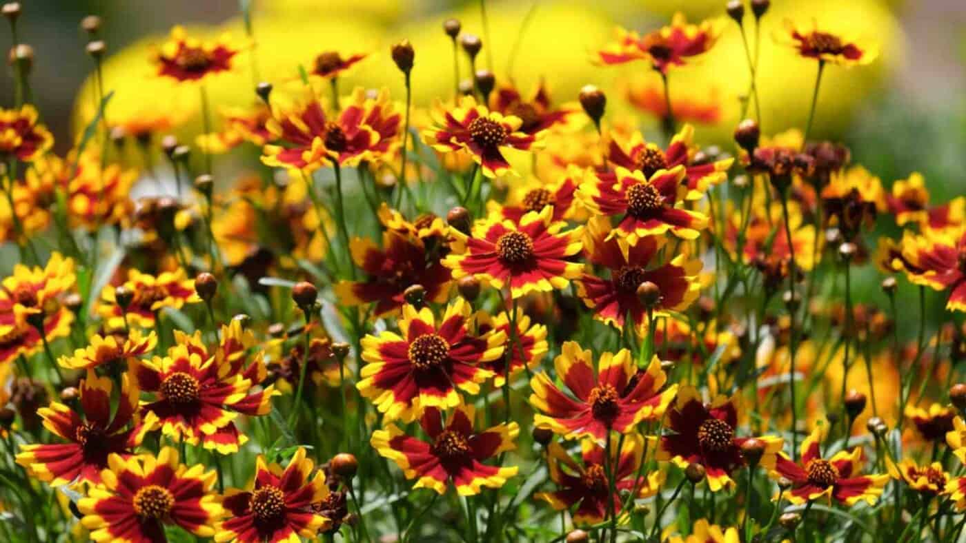 How to Plant, Grow, and Care for Coreopsis (Complete Guide)