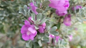 How to Plant, Grow, and Care for Texas Sage (Cenizo)