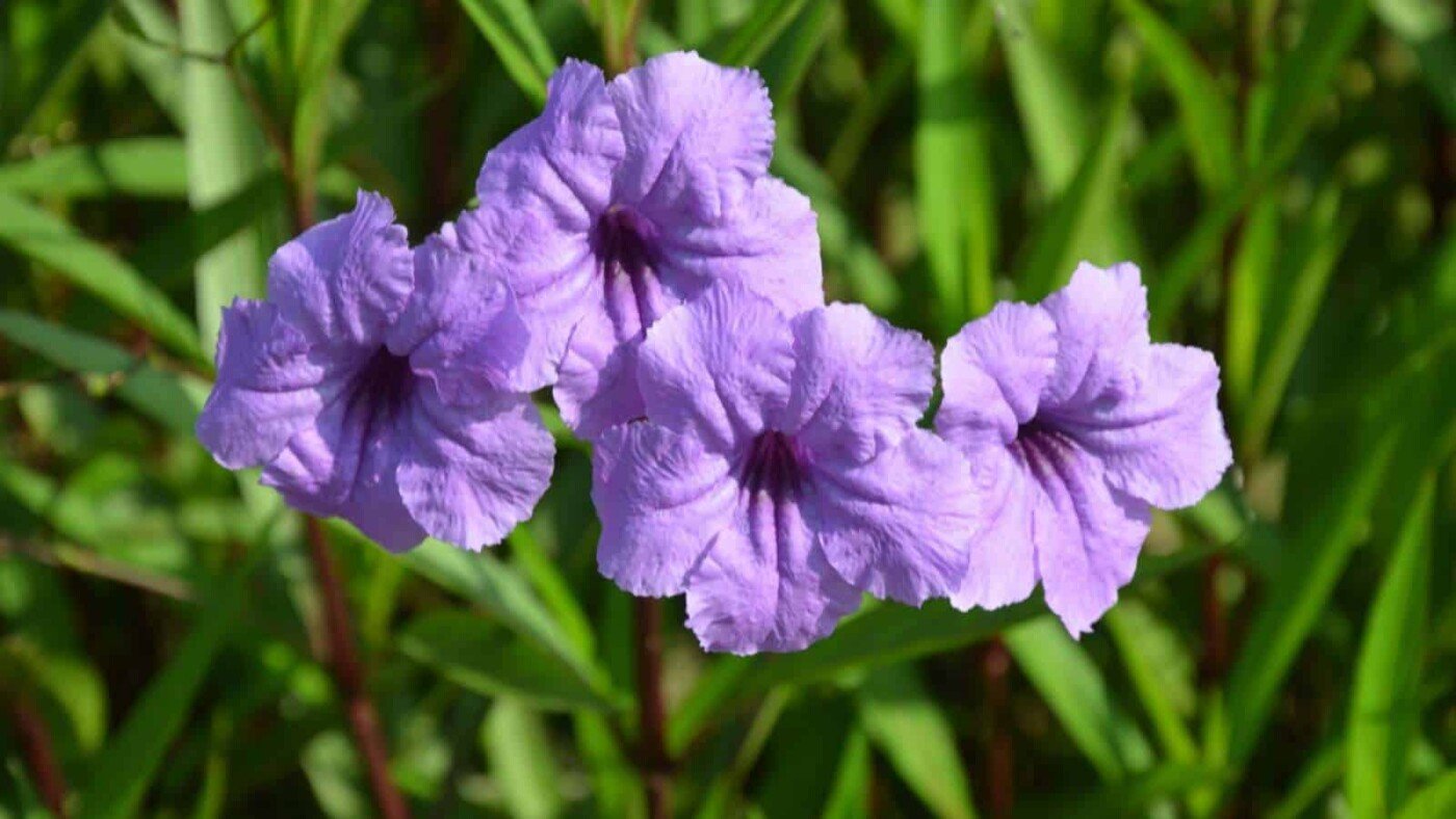 How to Plant, Grow, and Care for Mexican Petunia (Ruellia)