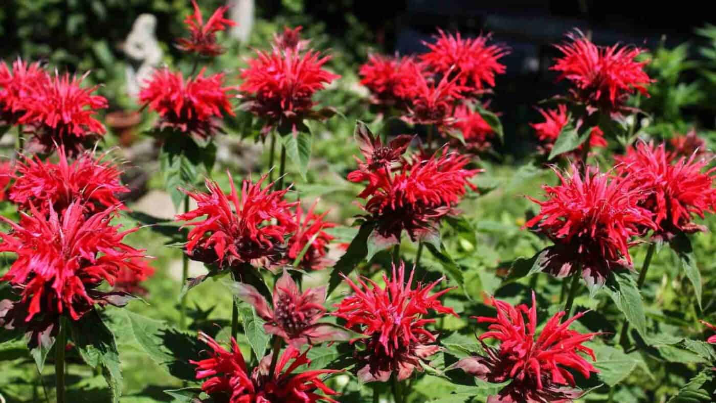 How to Plant, Grow, and Care for Bee Balm (Monarda)