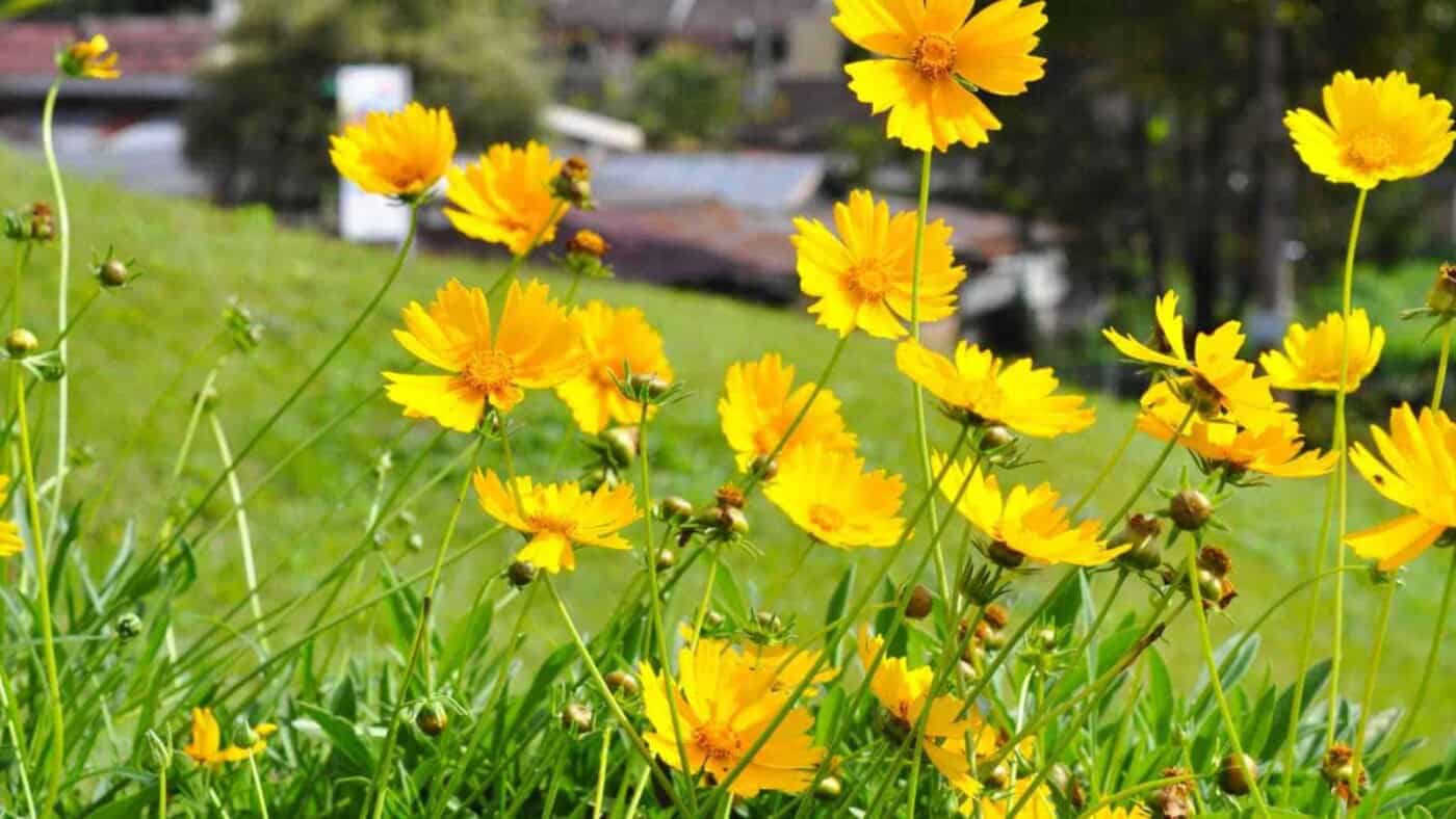 How to Plant, Grow, and Care for Coreopsis (Complete Guide)