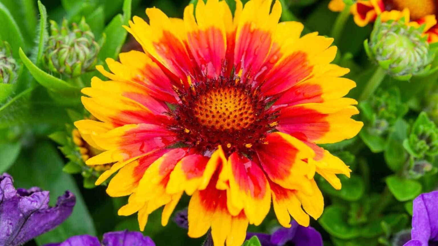 How to Plant, Grow, and Care for Blanket Flower (Gaillardia)