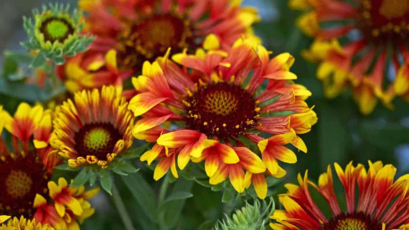 How to Plant, Grow, and Care for Blanket Flower (Gaillardia)