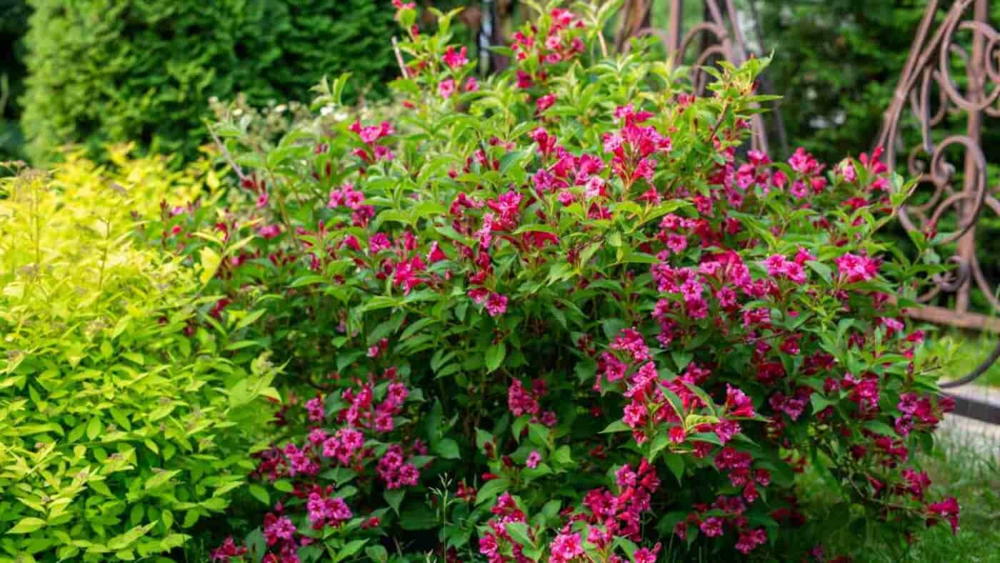 How to Plant, Grow, and Care for Weigela (Complete Guide)
