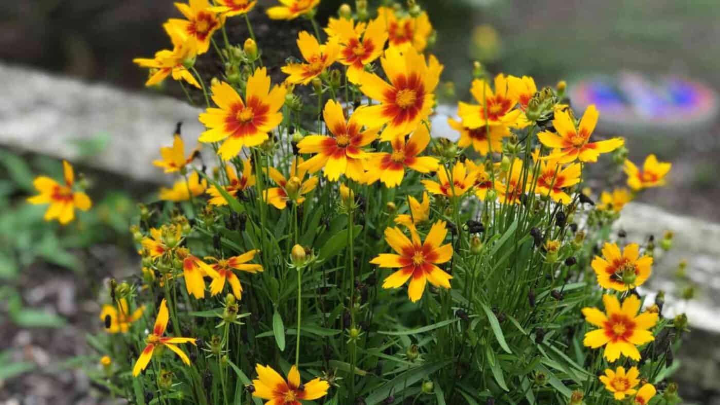 How to Plant, Grow, and Care for Coreopsis (Complete Guide)