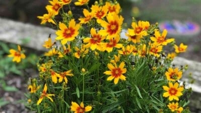 How to Plant, Grow, and Care for Coreopsis (Complete Guide)