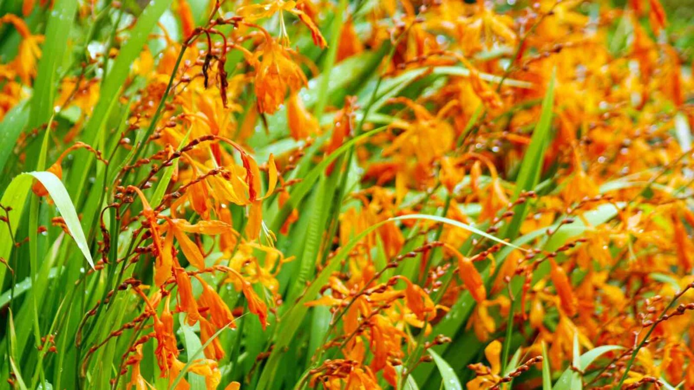 How to Plant, Grow and Care for Crocosmia Flowers - Full Guide