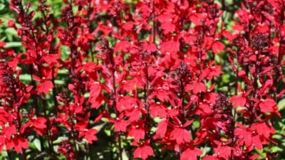 How to Plant, Grow and Care for Cardinal Flower - Full Guide