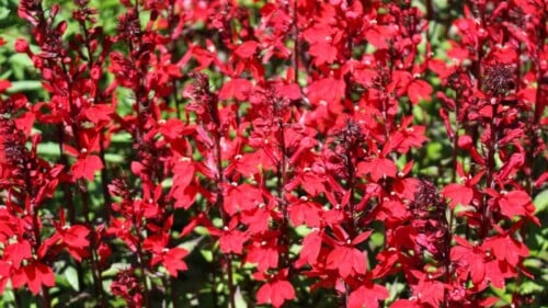 How to Plant, Grow and Care for Cardinal Flower - Full Guide