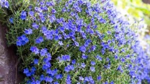 Lithodora Care Tips Lithodora: A Quick Care Guide