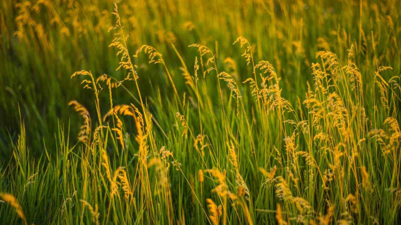 How to Get Rid of Crabgrass: A Complete Guide to Eradication Crabgrass ...