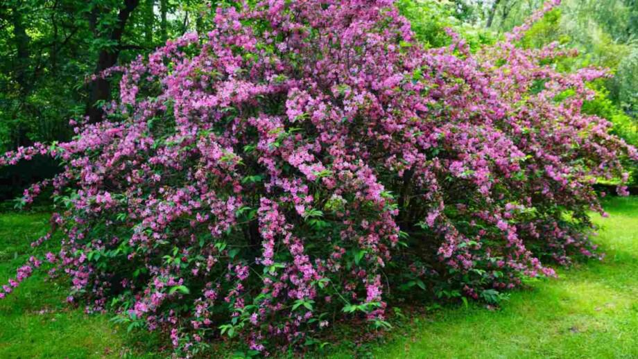 How to Plant, Grow, and Care for Weigela (Complete Guide)