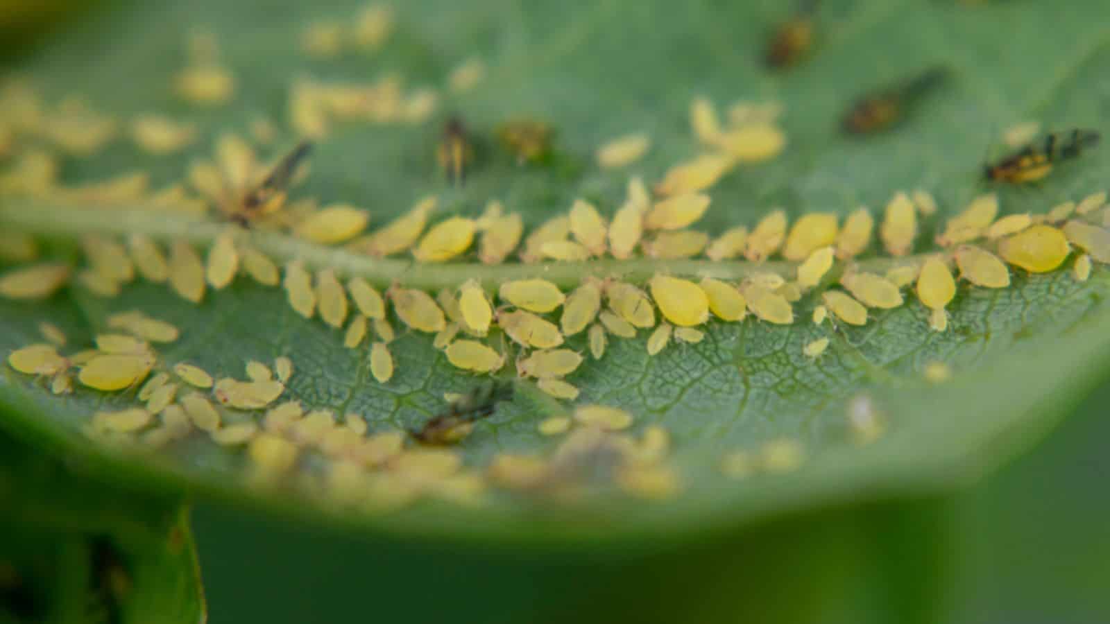 How to Plant, Grow, and Care for Texas Sage (Cenizo)