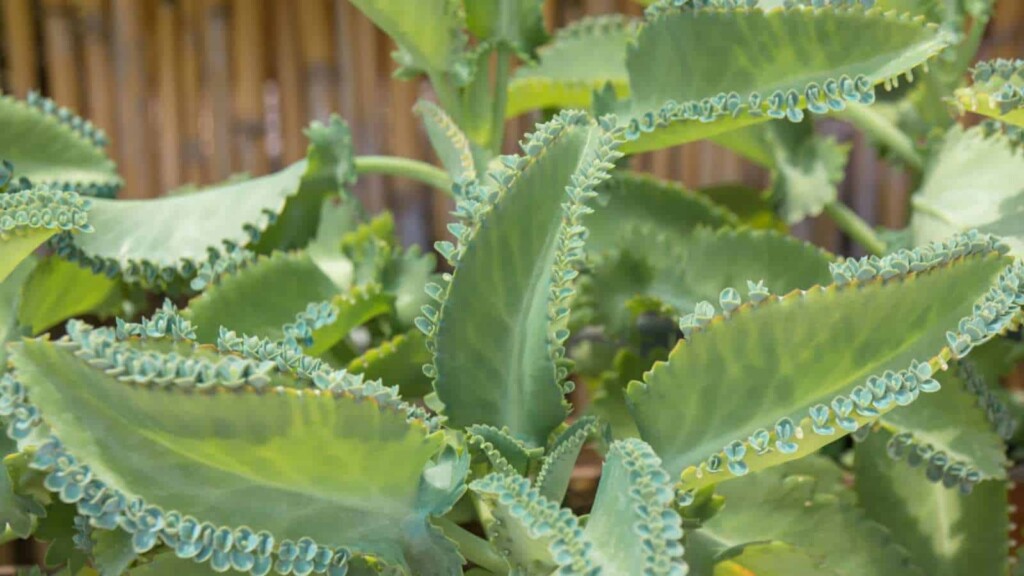How to Grow and Care for Mother of Thousands Plant