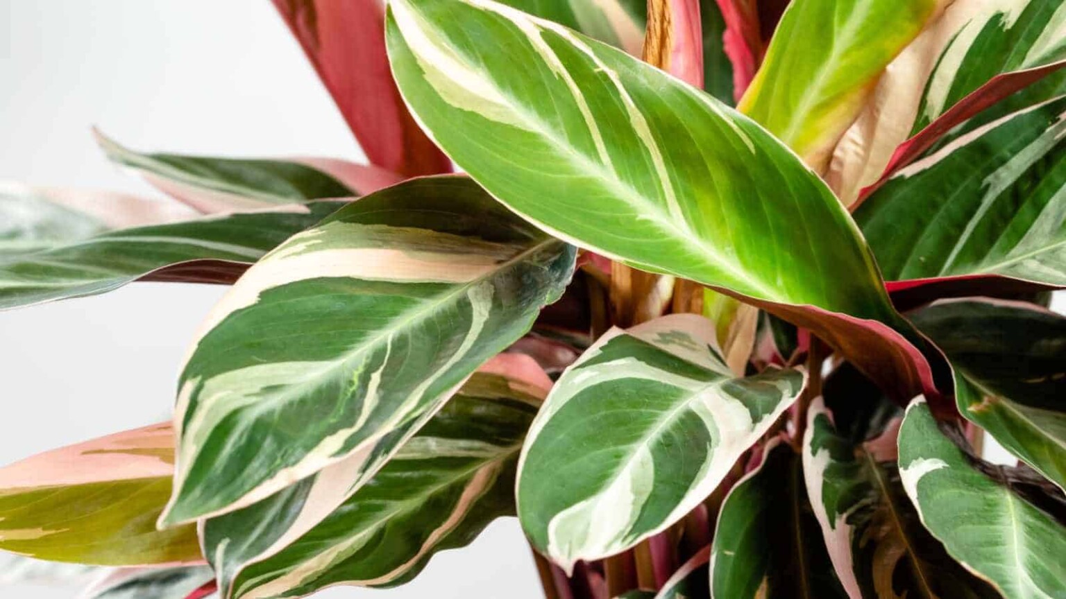 How to Grow and Care for Stromanthe Triostar (Complete Guide)