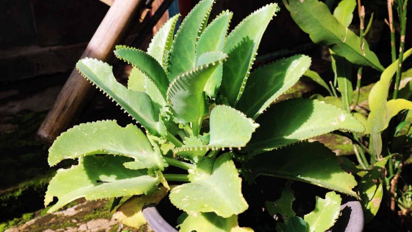 How to Grow and Care for Mother of Thousands Plant
