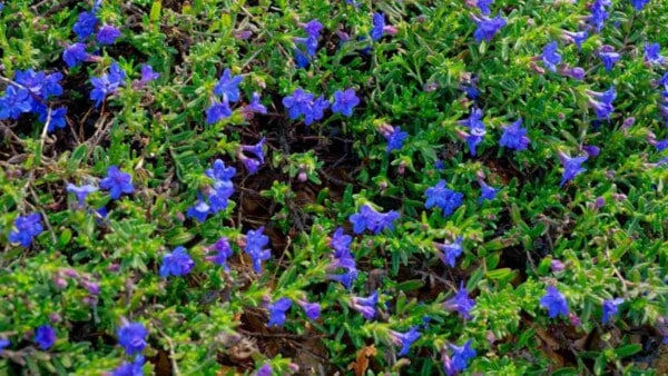 Lithodora Care Tips Lithodora: A Quick Care Guide