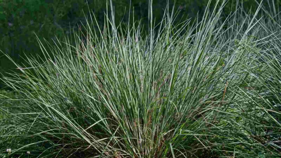 26 Best Ornamental Grasses for Low Maintenance Yards