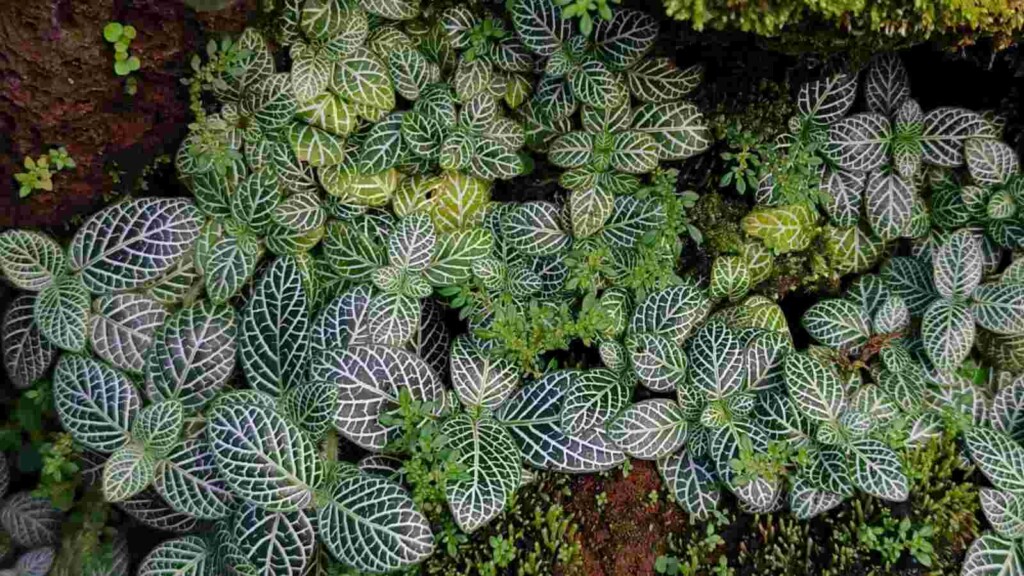 How To Grow and Care For Nerve Plant (Fittonia)