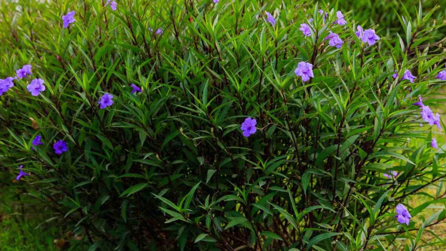 How to Plant, Grow, and Care for Mexican Petunia (Ruellia)