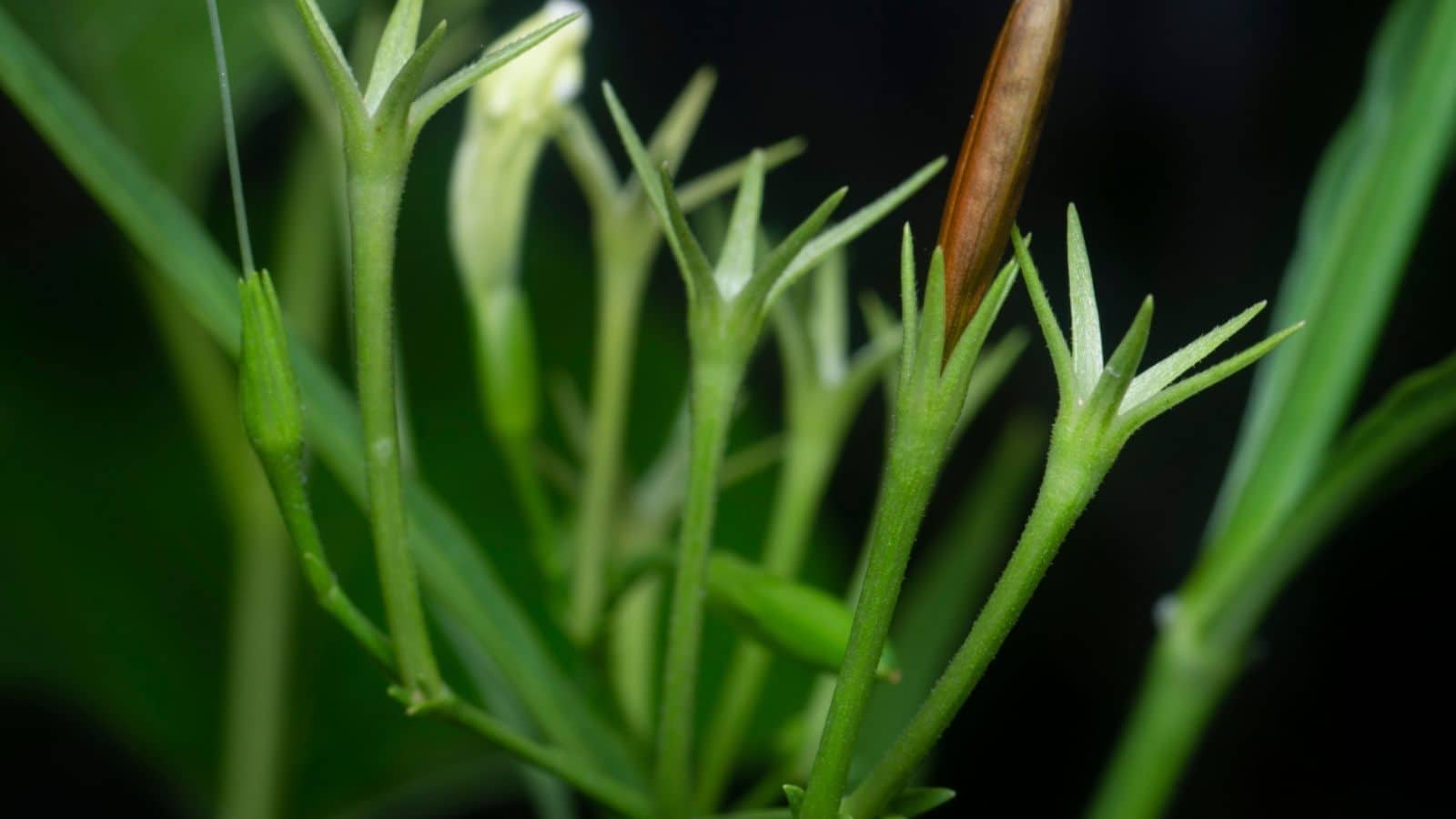 How to Plant, Grow, and Care for Mexican Petunia (Ruellia)