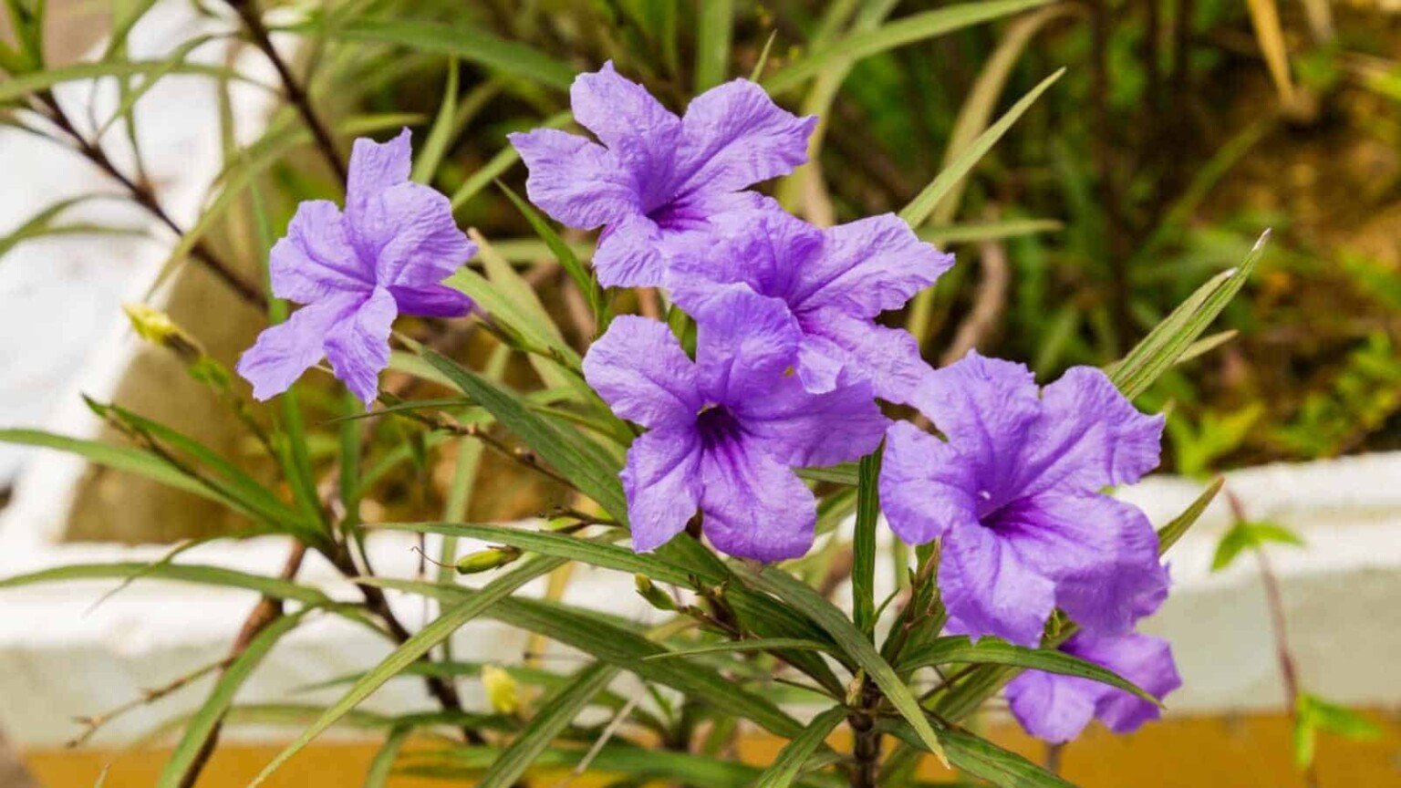 How to Plant, Grow, and Care for Mexican Petunia (Ruellia)