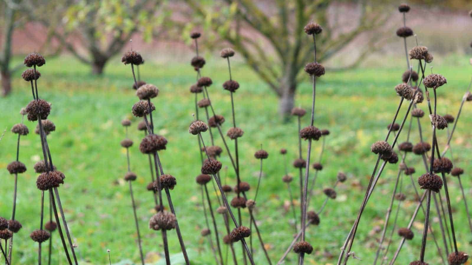 How to Plant, Grow, and Care for Bee Balm (Monarda)