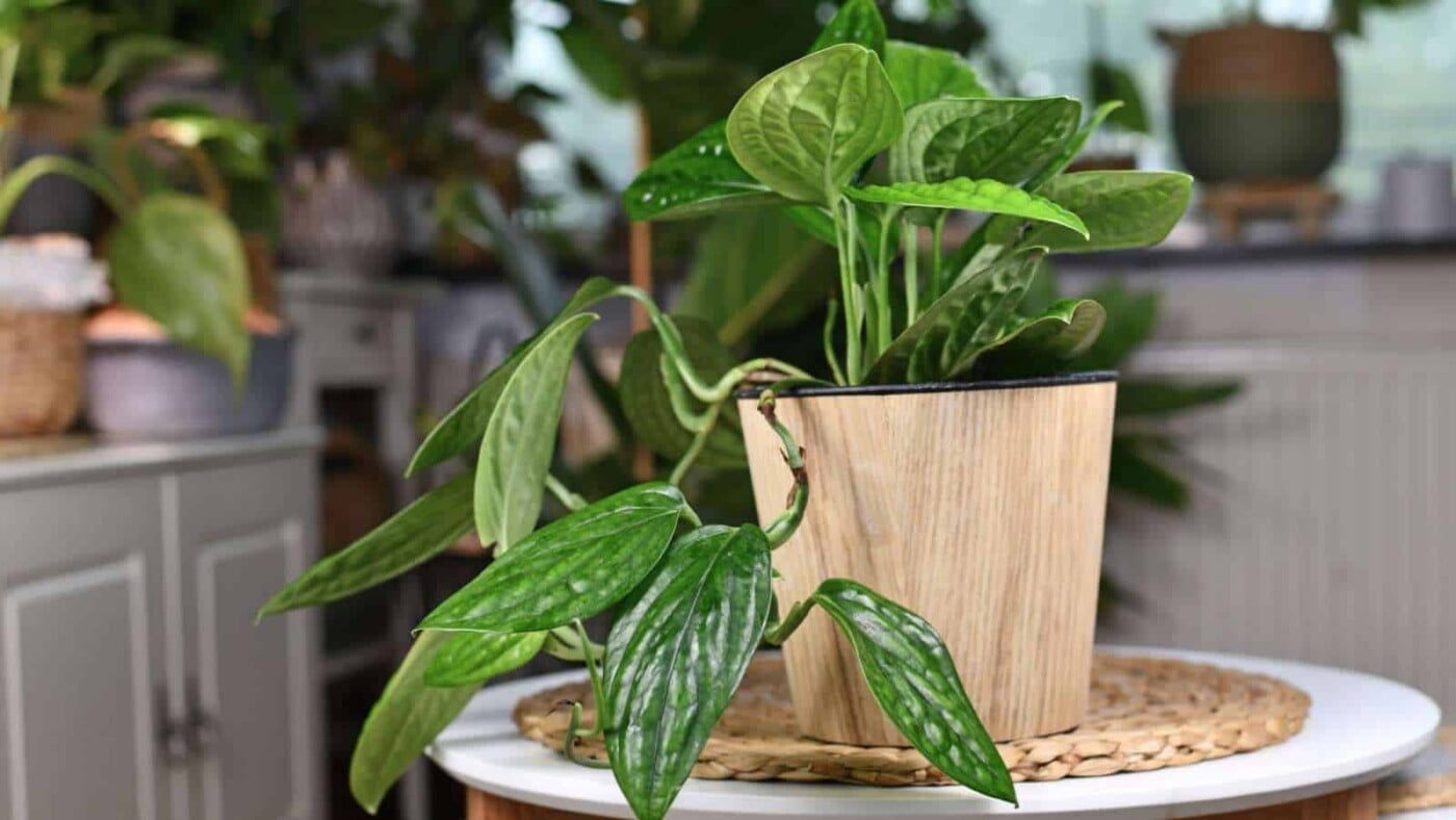 How to Plant, Grow, and Care for Monstera Peru Plant