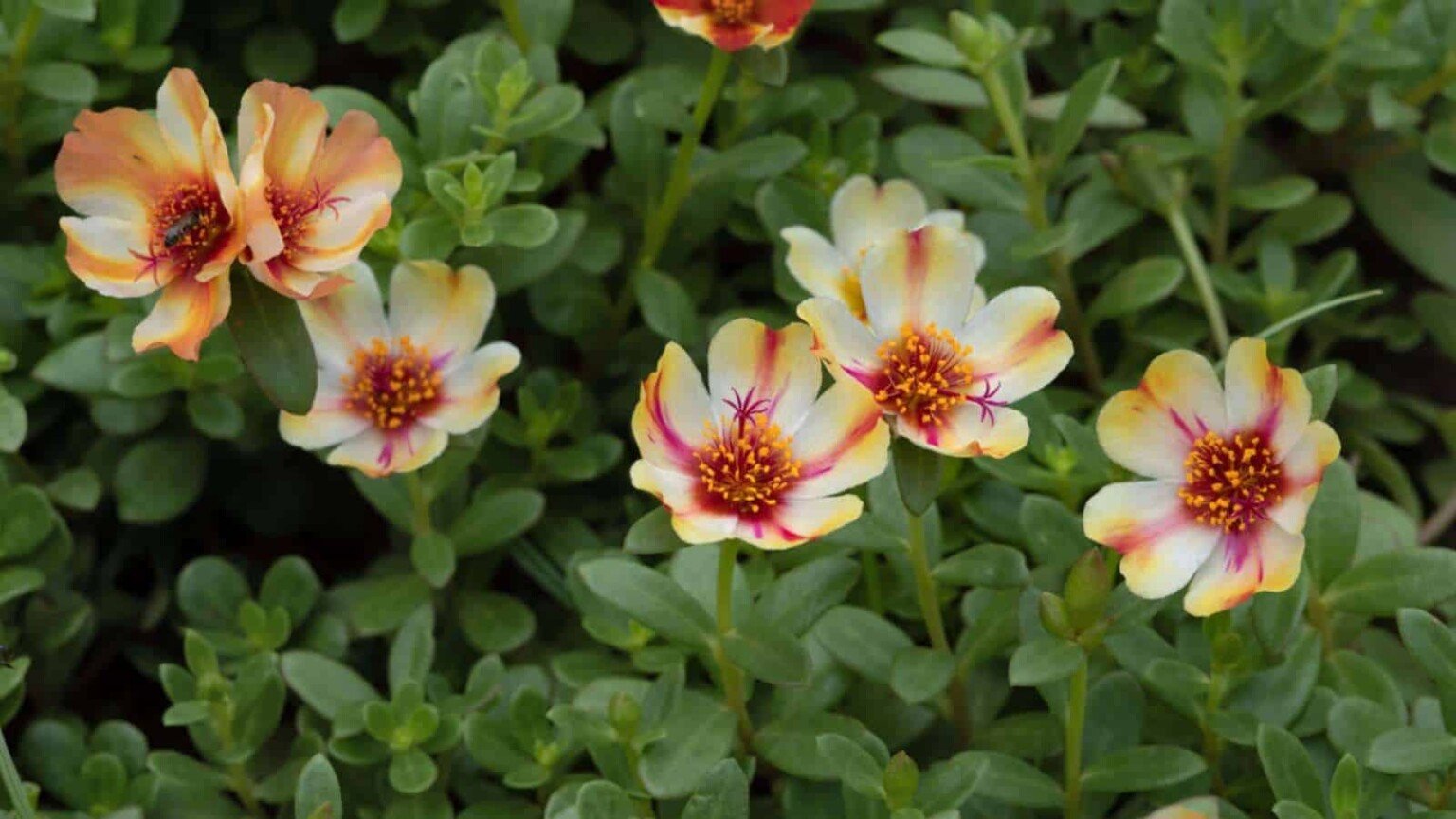How to Plant, Grow, and Care for Portulaca (Moss Rose)